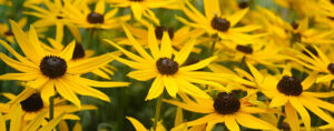 Exploring Rudbeckia: A comprehensive guide to varieties and cultivation ...